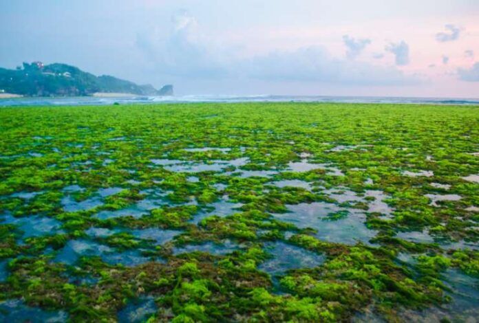 SargaBlocks, i mattoni di alghe ideali per una casa sostenibile